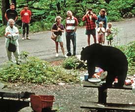 For National Picnic Month Remember This Famous Bear Picnic